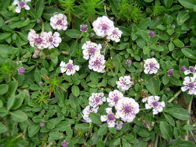 Lippia – nodiflora – Azienda Agricola Tesi Fabio