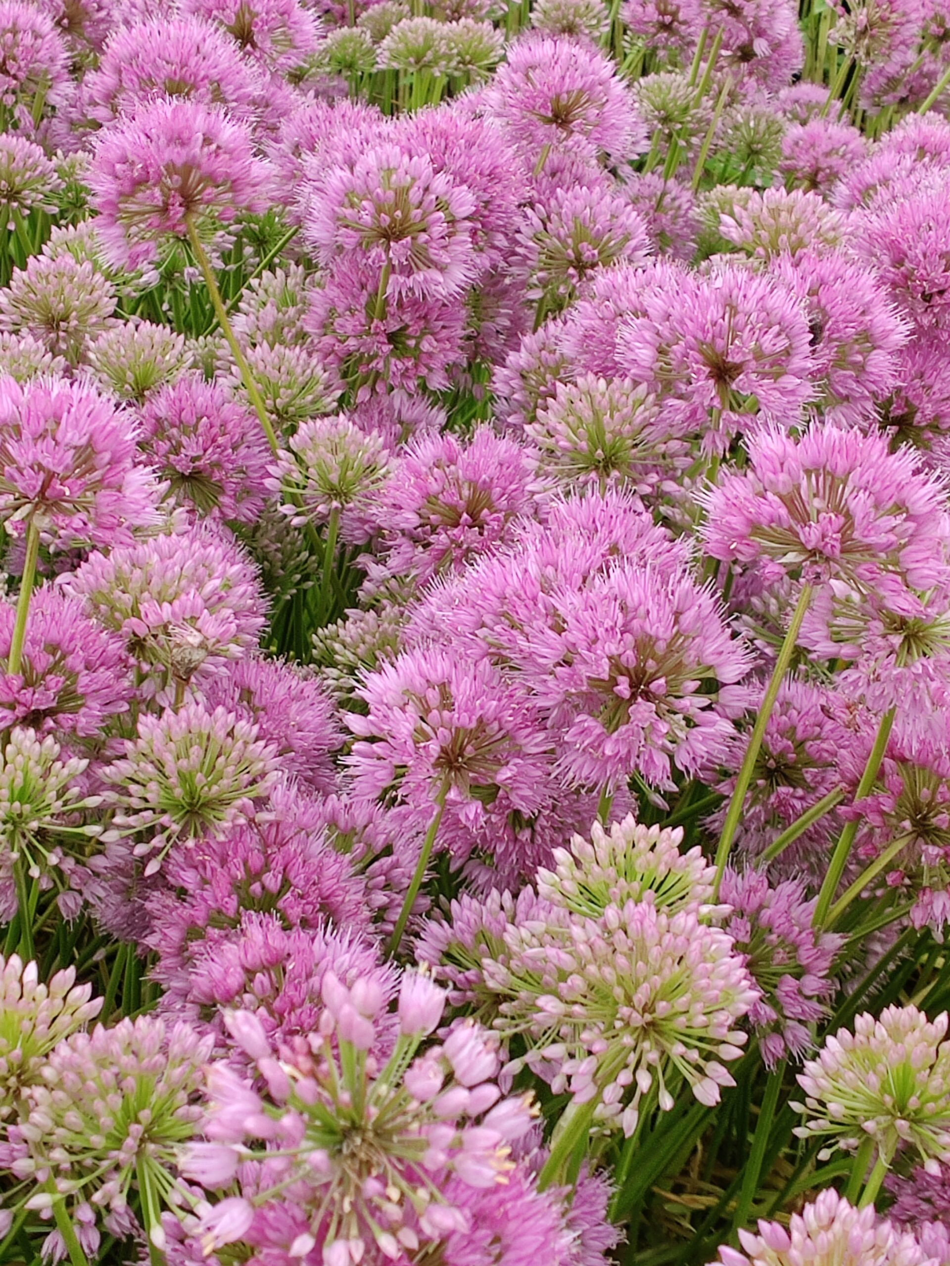 Allium – Avatar – Azienda Agricola Tesi Fabio