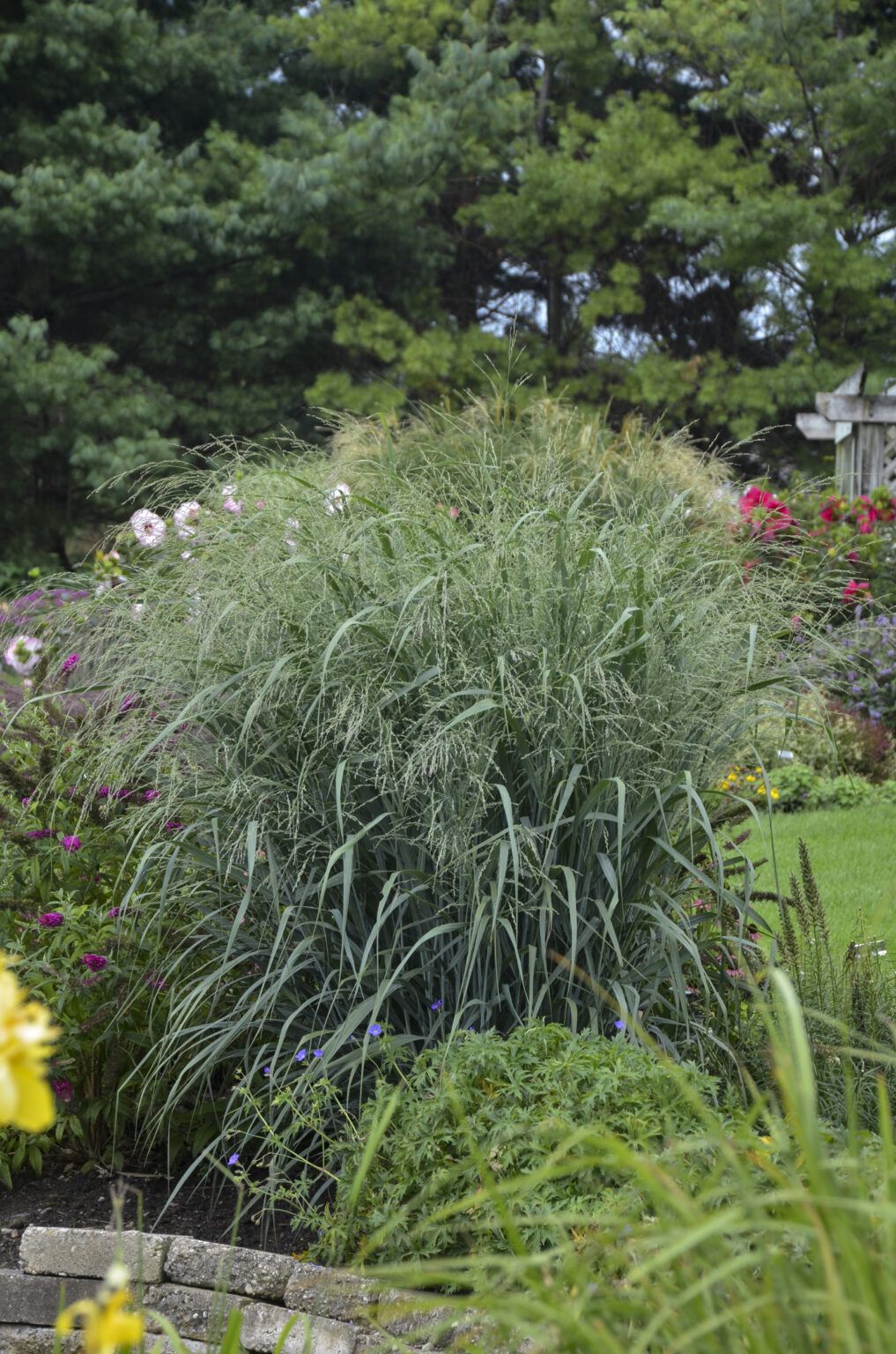 Panicum – virgatum Blue Fountain ® – Azienda Agricola Tesi Fabio