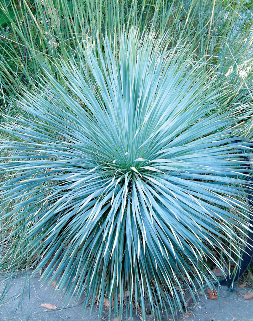 Yucca – rostrata Sapphire Skies ® – Azienda Agricola Tesi Fabio